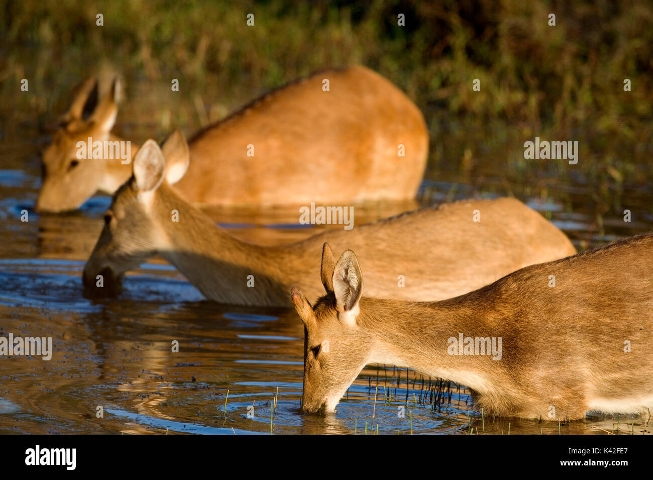 Barasingha in kanha hi-res stock photography and images - Alamy