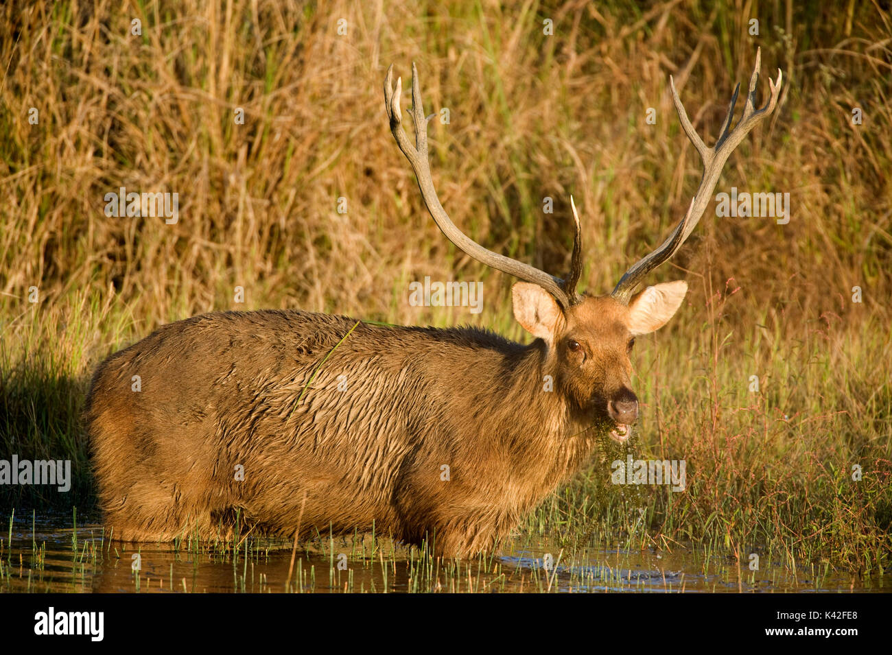 Swamp deer or Barasingha, Cervus duvauceli, in water feeding, male stag ...
