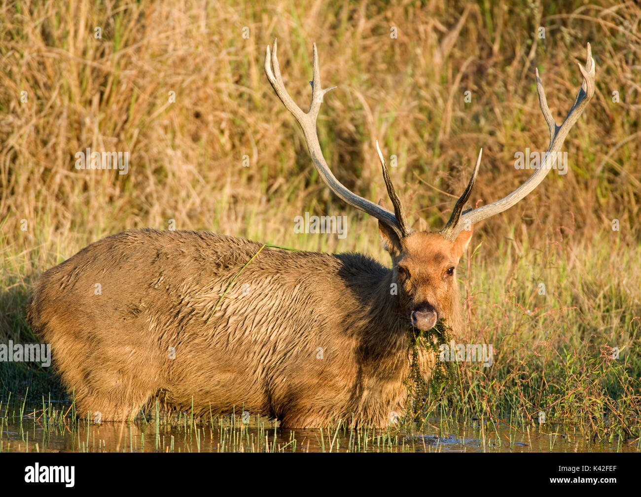 Barasingha stag hi-res stock photography and images - Alamy