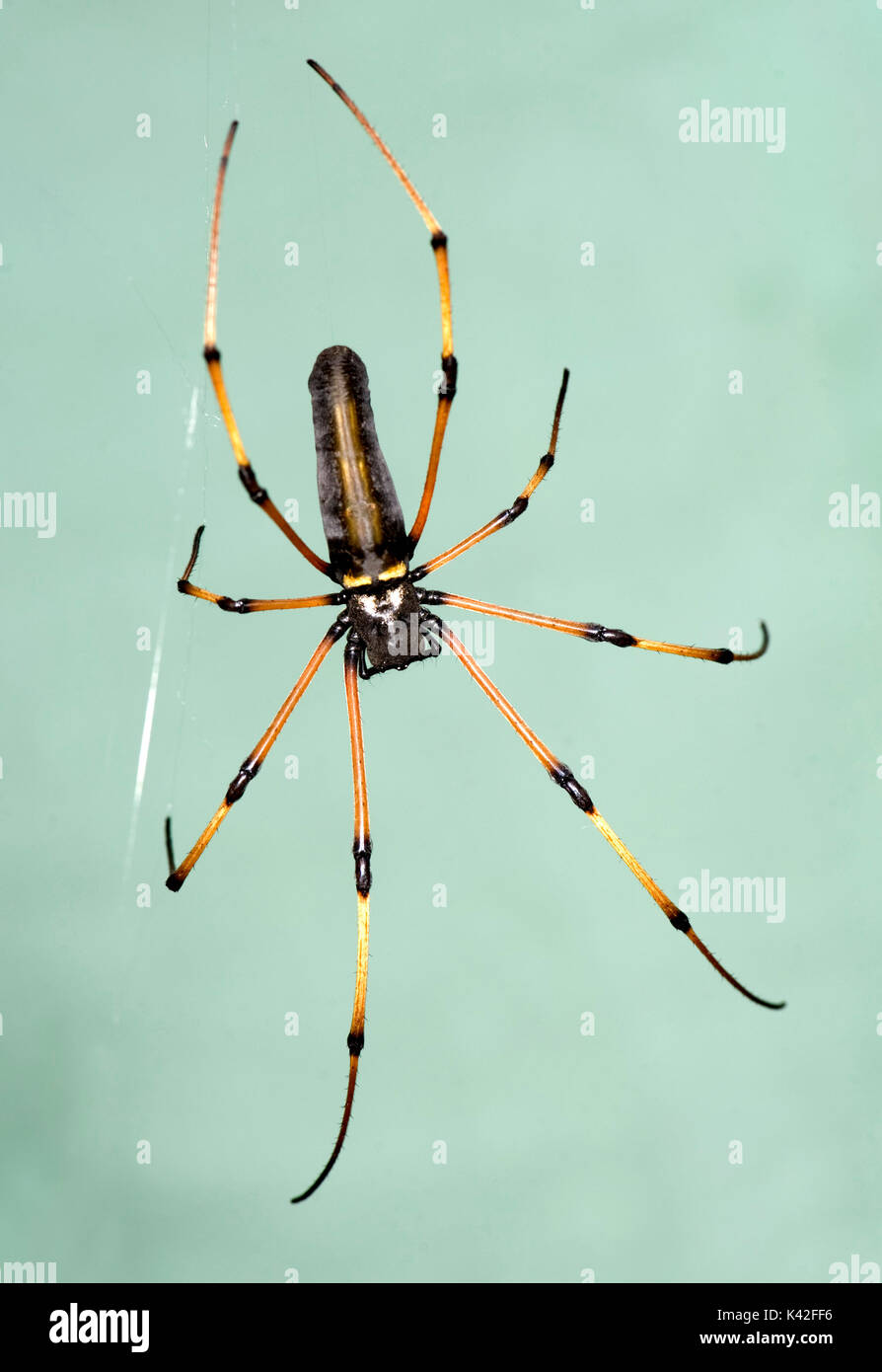 Nephila Komaci Spider