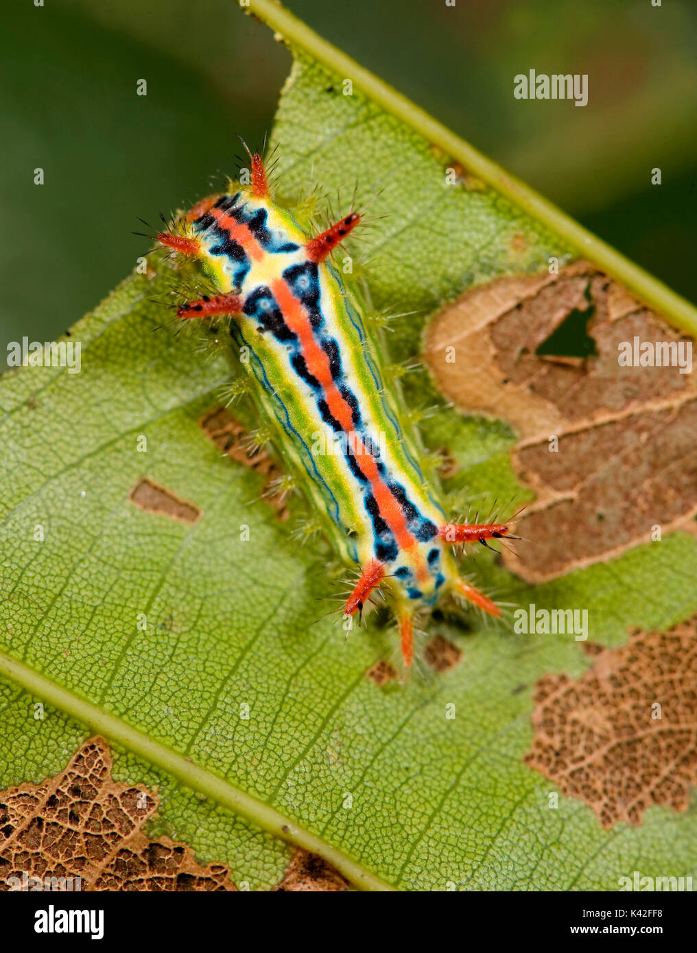 Slug Moth Caterpillar, Limacodidae or Euclidae sp. brightly coloured ...