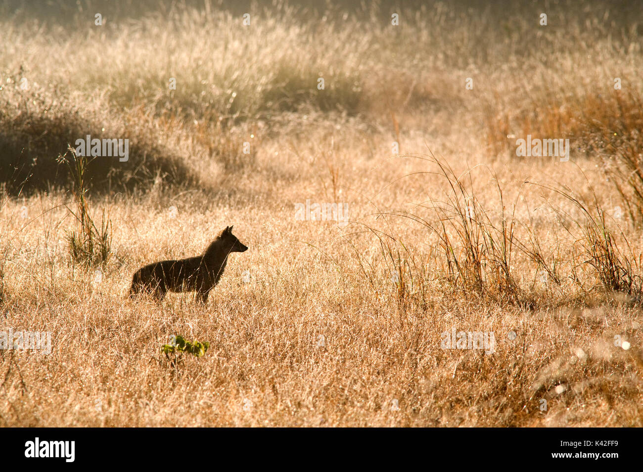 Indian wild dog hi-res stock photography and images - Alamy