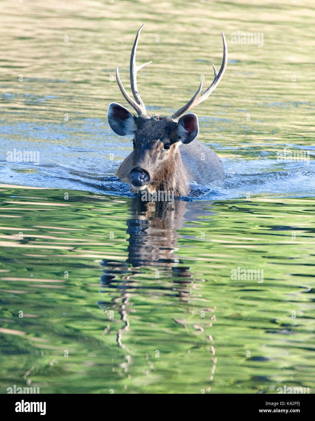 Barasingha stag hi-res stock photography and images - Alamy