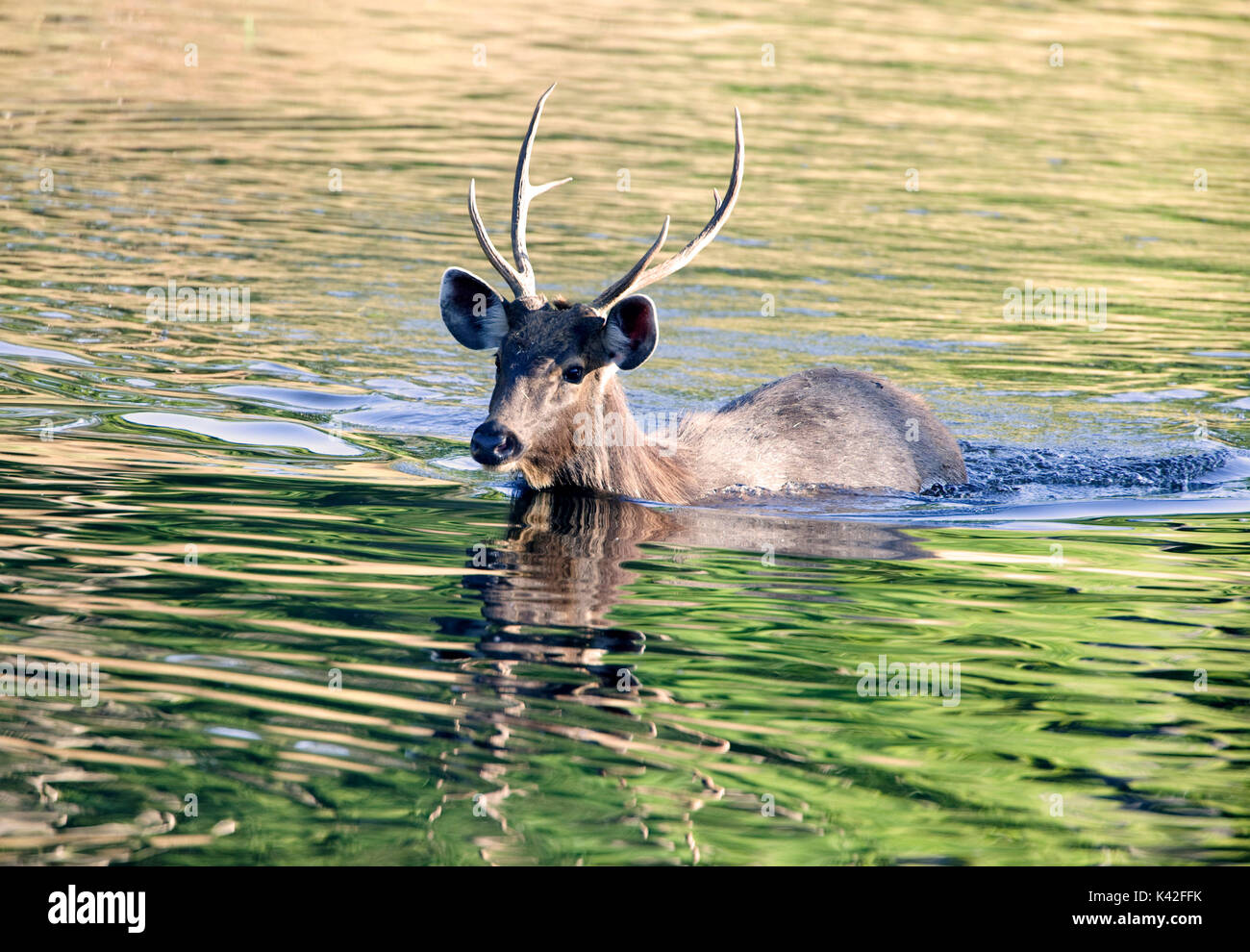 Barasingha stag hi-res stock photography and images - Alamy