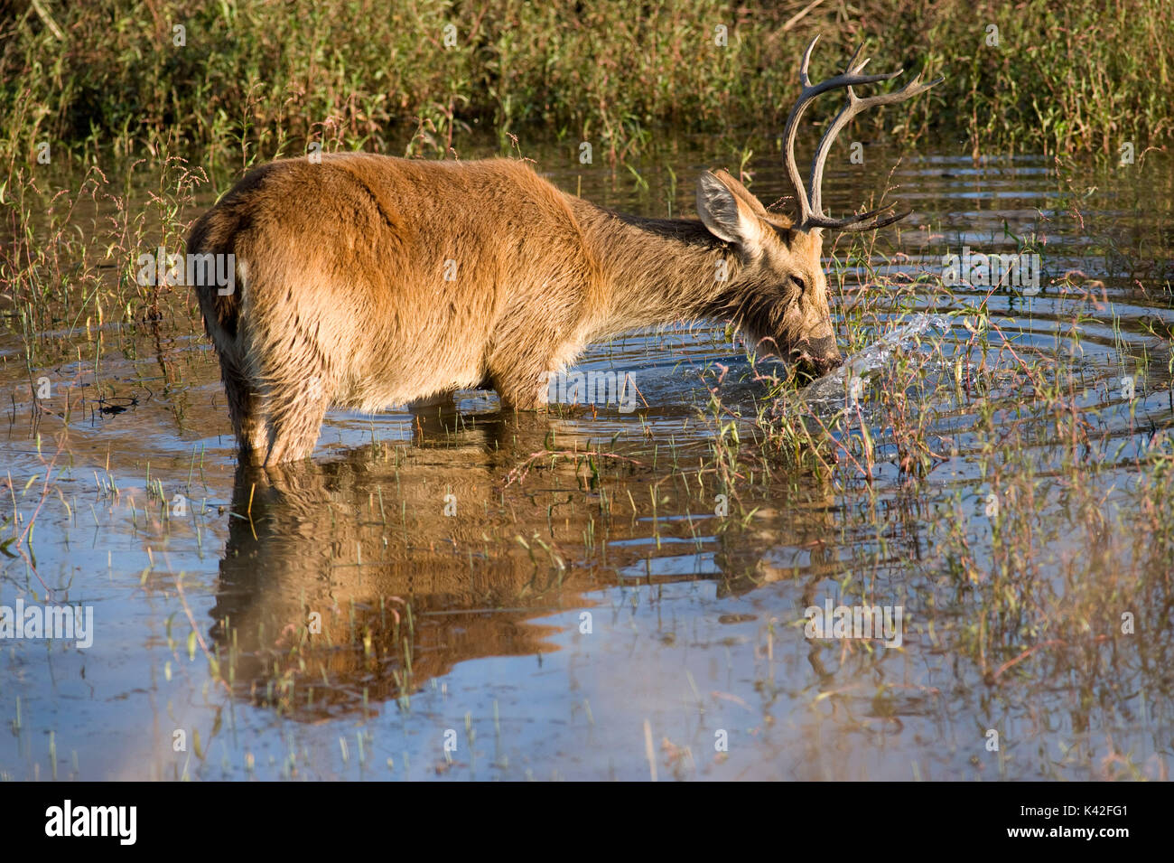 Male barasingha hi-res stock photography and images - Alamy