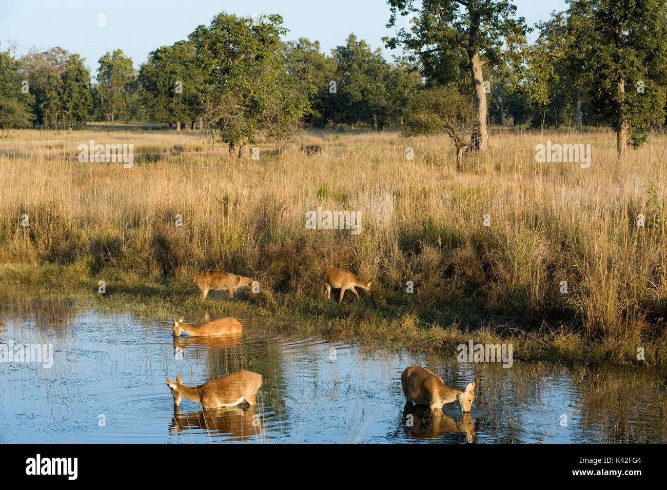 Swamp deer or Barasingha, Cervus duvauceli, wading in water feeding ...
