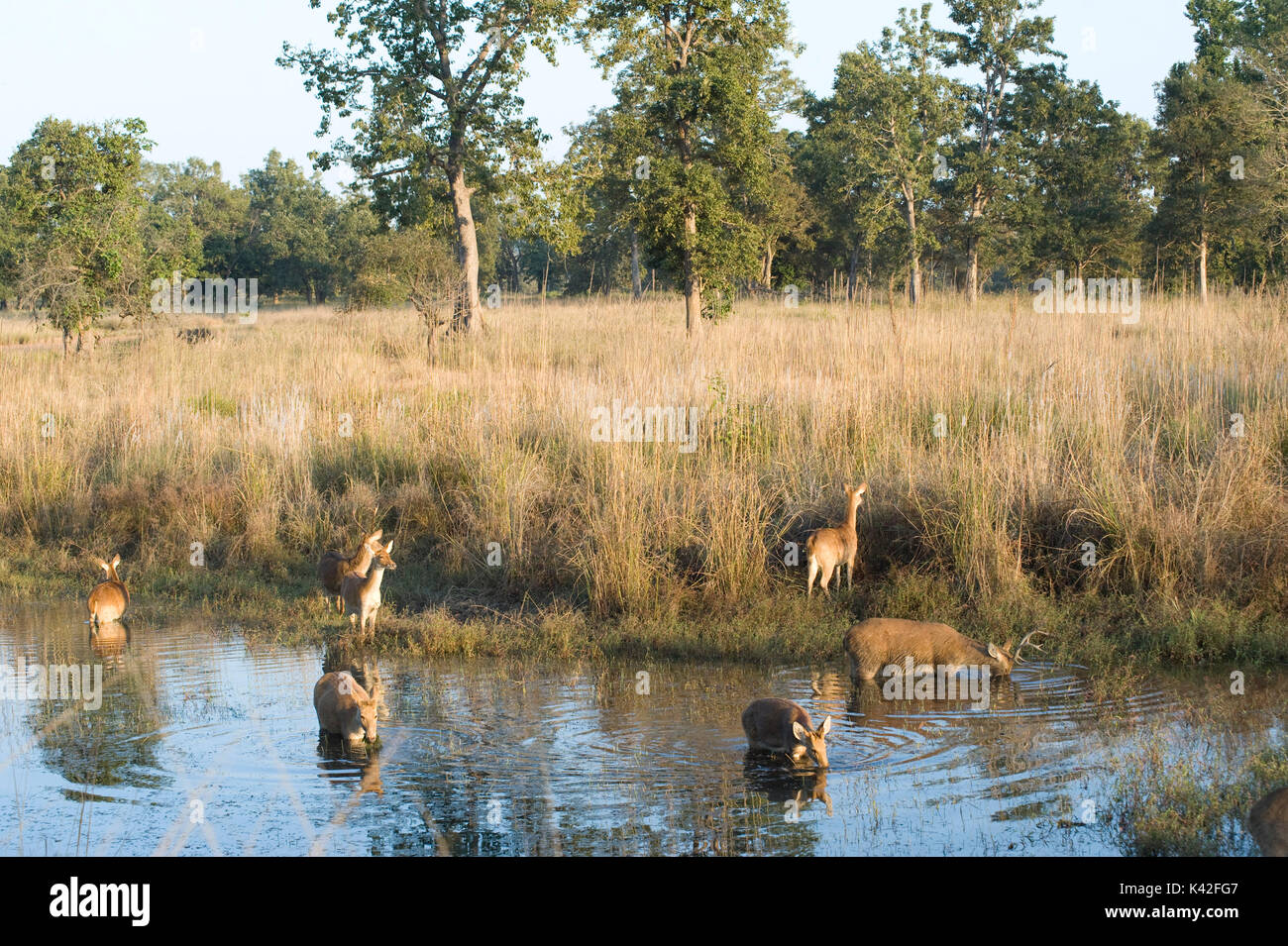 Barasingha in kanha hi-res stock photography and images - Alamy