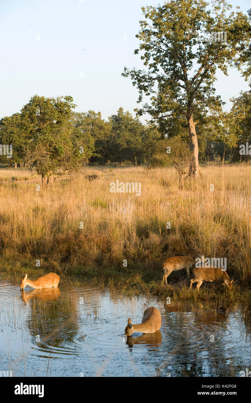 Swamp deer or Barasingha, Cervus duvauceli, wading in water feeding ...