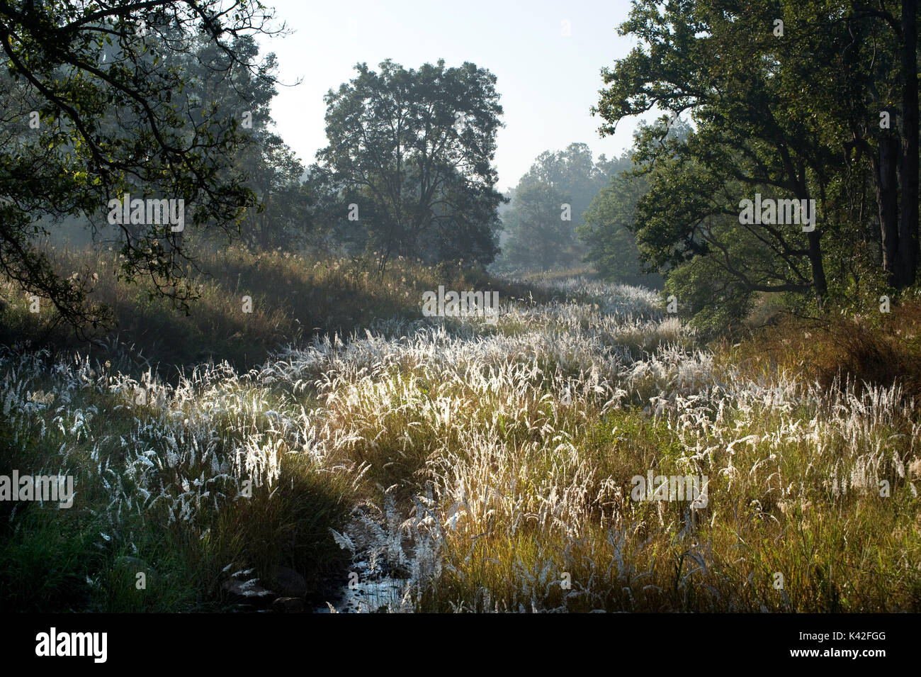 Kanha national park landscape hi-res stock photography and images - Alamy