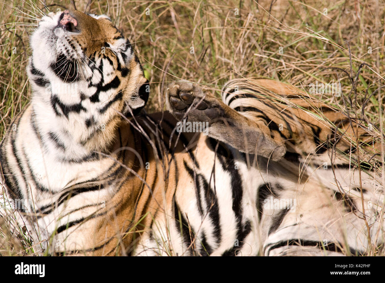 Scratching ear hi-res stock photography and images - Alamy
