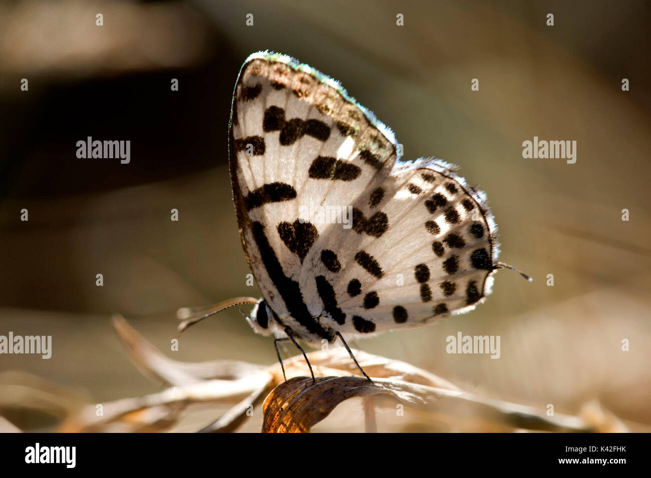 Common Pierrot Butterfly, Castalius rosimon, Rann of Kutch, Gujarat ...