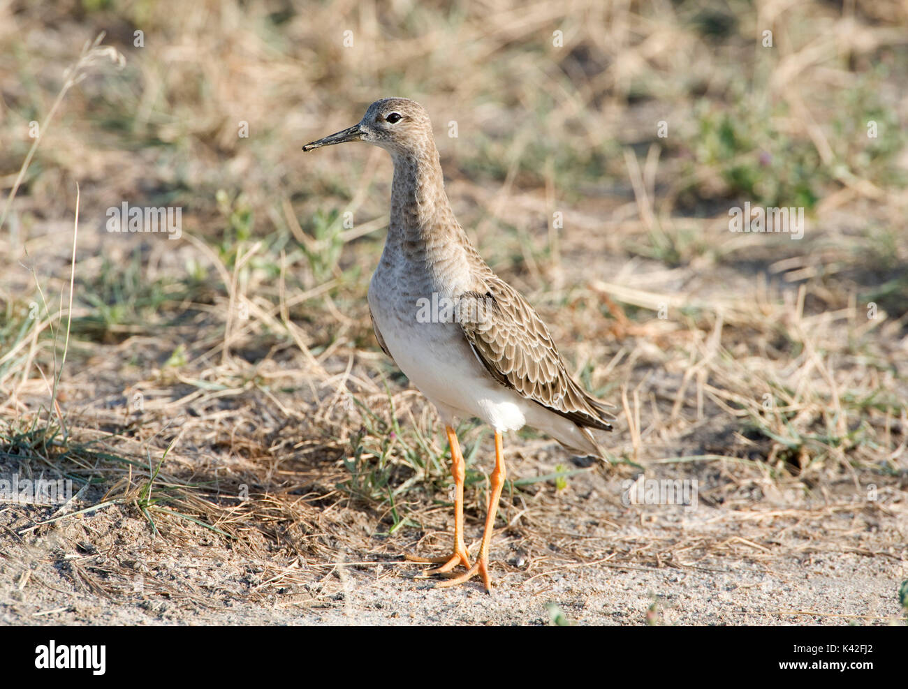 Animals of gujarat animals of kutch animals hi-res stock photography ...