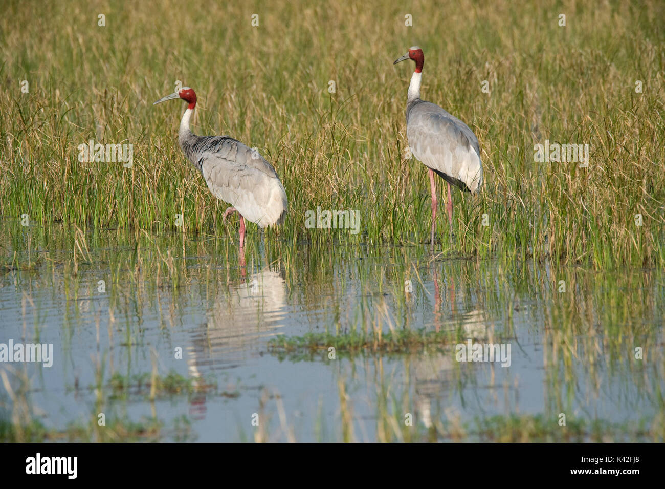 Animals of gujarat animals of kutch animals hi-res stock photography ...