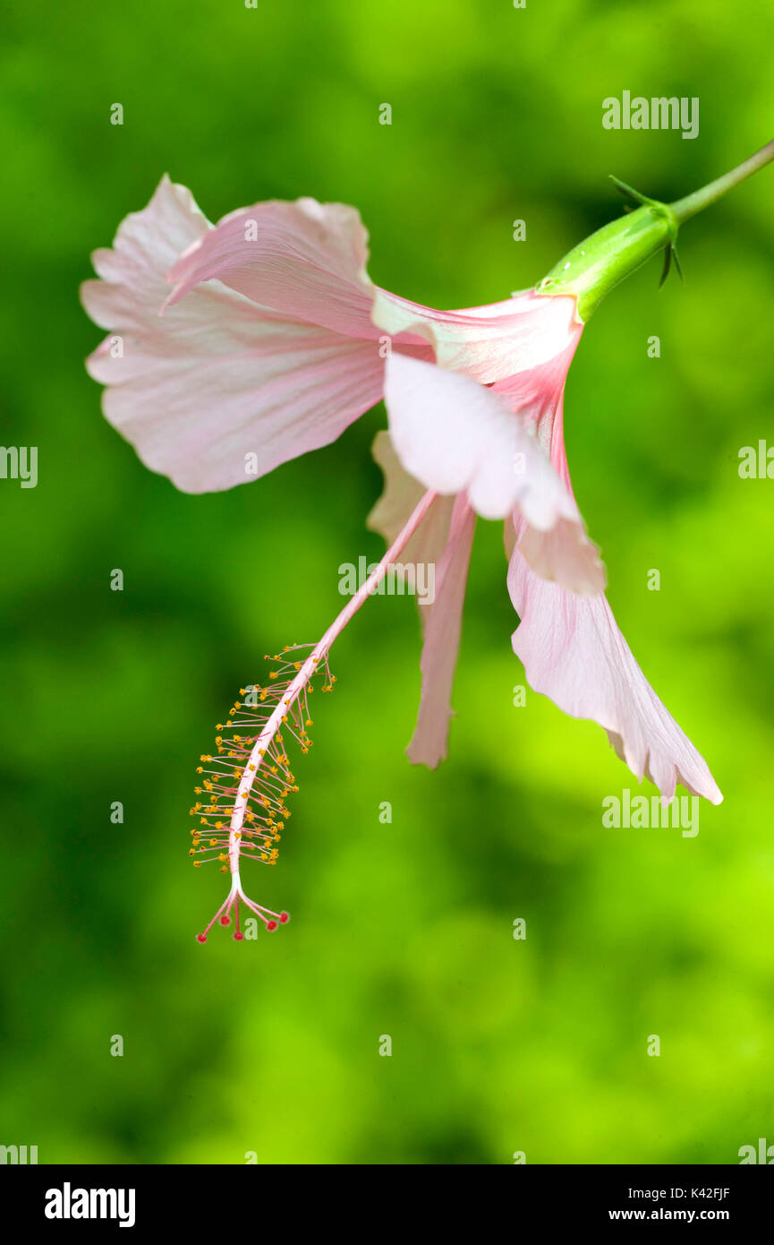 Pink Hibiscus flower, Hibiscus rosa-sinensis, Rann of Kutch, Gujarat ...