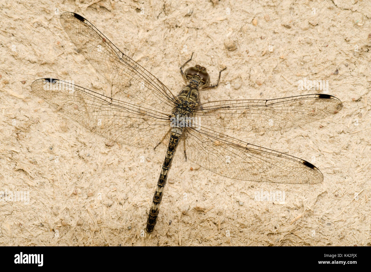 Ghost Insects High Resolution Stock Photography and Images - Alamy