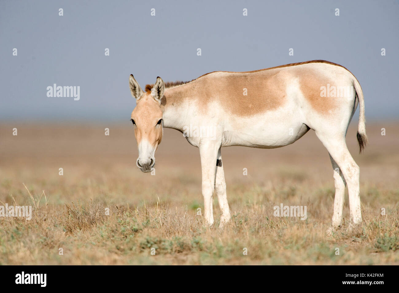 Indian wild ass, Equus hemionus khur, little Rann of Kutch, Gujarat ...