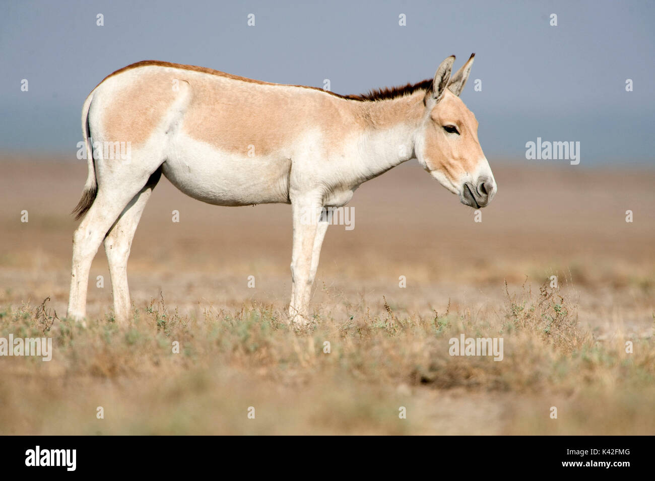 Indian wild ass, Equus hemionus khur, little Rann of Kutch, Gujarat, India, Endangered, IUCN Red ...