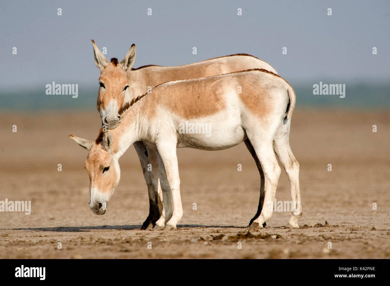 Indian wild ass, Equus hemionus khur, little Rann of Kutch, Gujarat ...