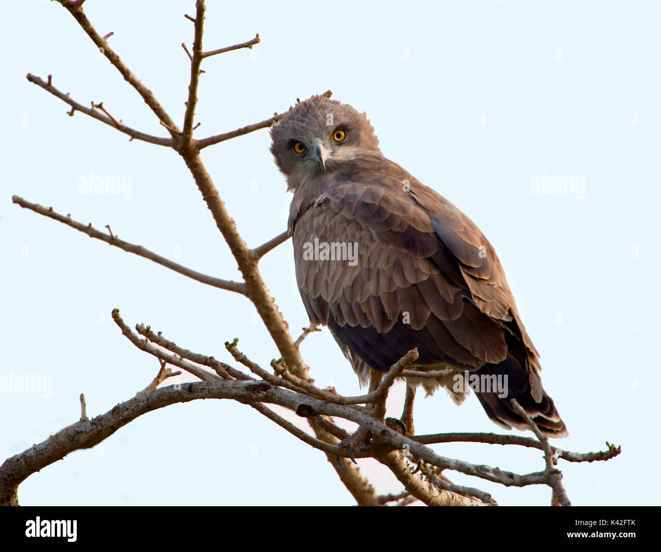 Crested Hawk-eagle or Changeable Hawk-eagle, Nisaetus cirrhatus, Gir ...