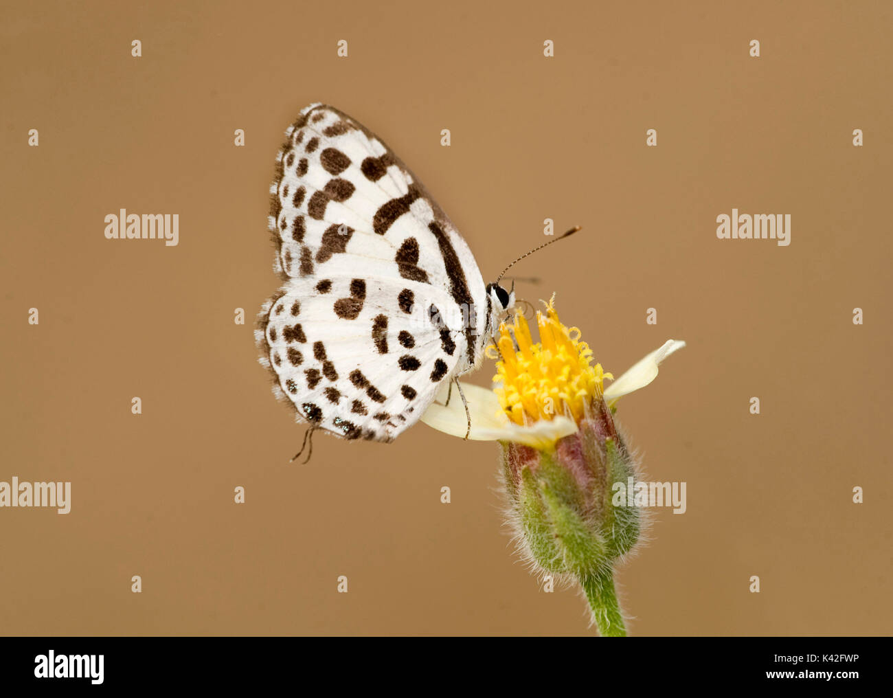 Common Pierrot Butterfly, Castalius rosimon, India, on flower, Gir ...