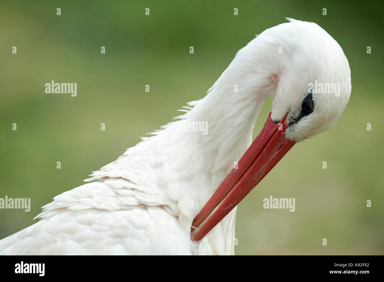 White Stork, Ciconia ciconia, captive, preening feathers, Europe, long ...