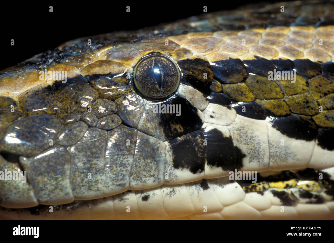 Burmese python asia hi-res stock photography and images - Alamy