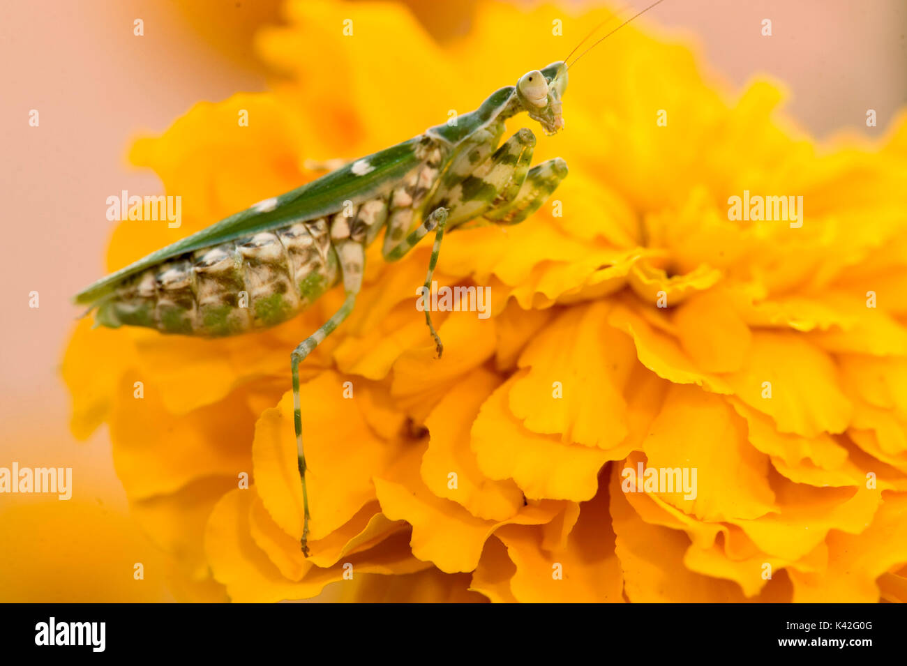 Indian Flower Mantis, Creobroter meleagris, Bandhavgarh National Park, mantid on yellow flower ...