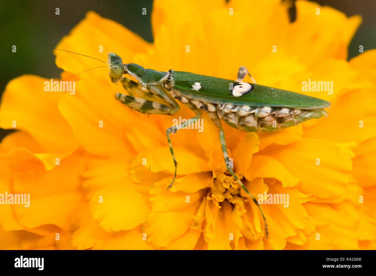 Creobroter mantis hi-res stock photography and images - Alamy