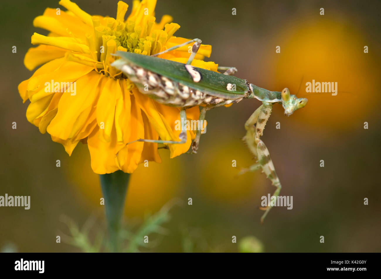 Indian Flower Mantis, Creobroter meleagris, Bandhavgarh National Park, mantid on yellow flower ...