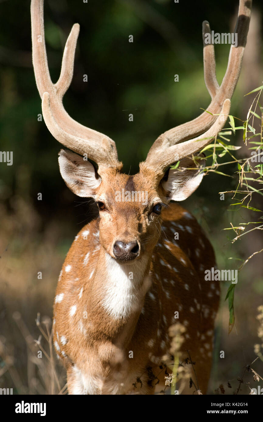 Portrait male spotted axis deer hi-res stock photography and images - Alamy