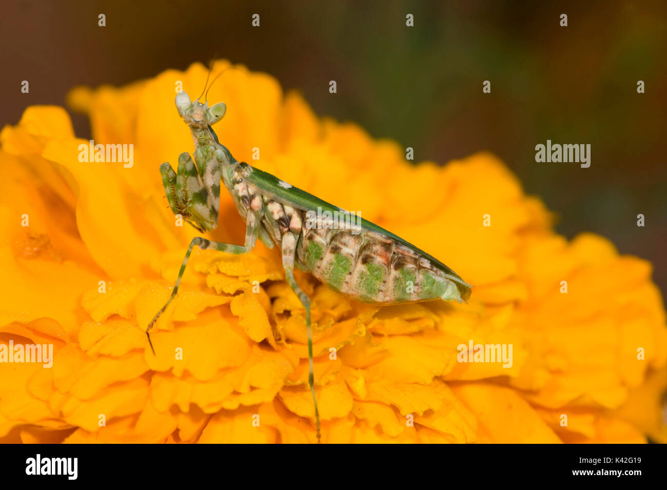 Indian Flower Mantis, Creobroter meleagris, Bandhavgarh National Park, mantid on yellow flower ...