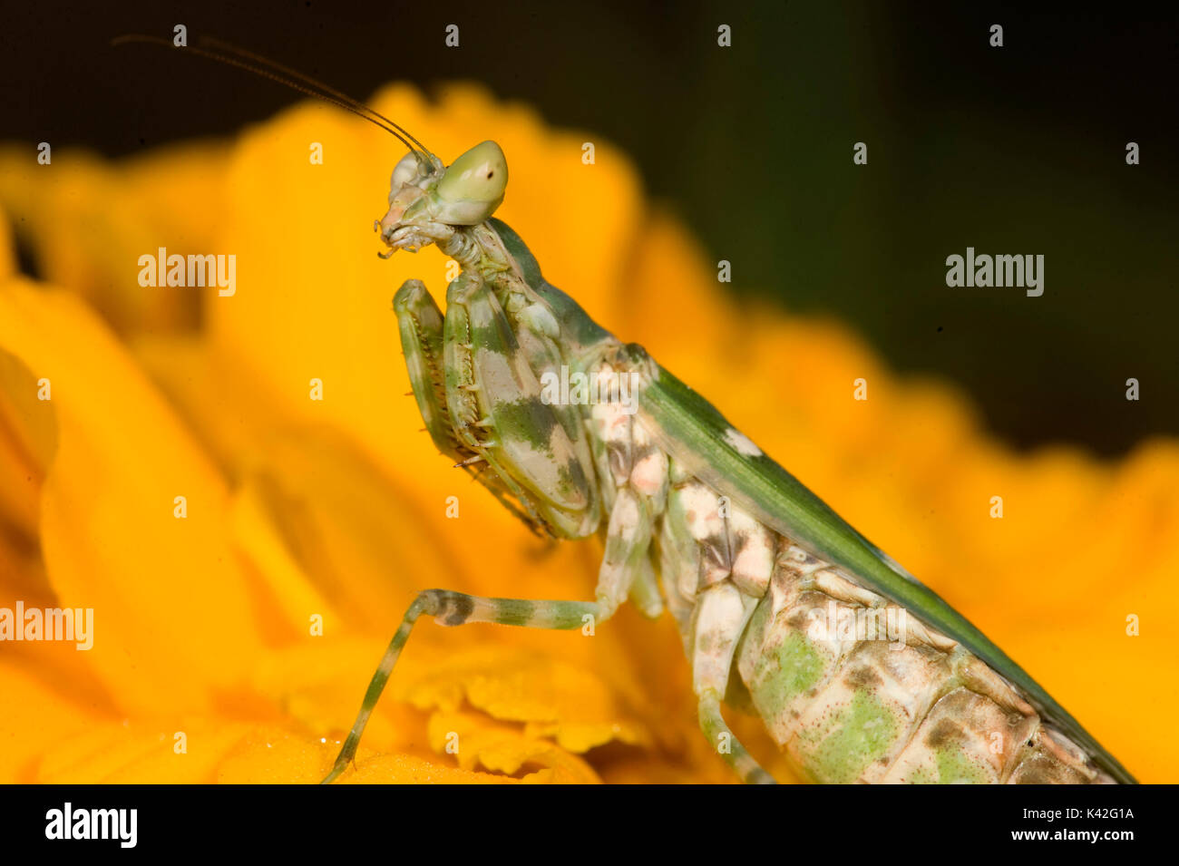 Indian Flower Mantis, Creobroter meleagris, Bandhavgarh National Park, mantid on yellow flower ...