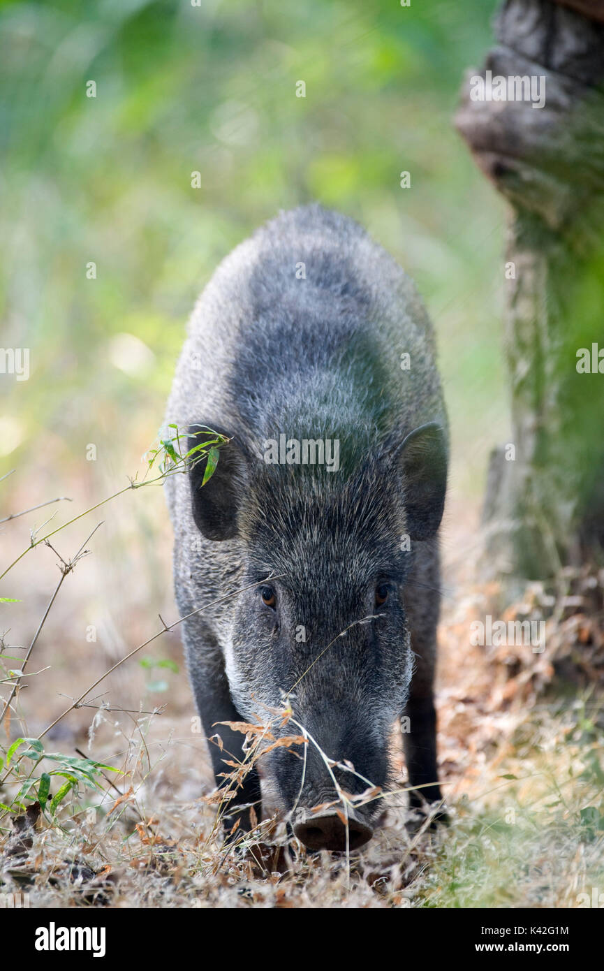 Eat roots hi-res stock photography and images - Alamy