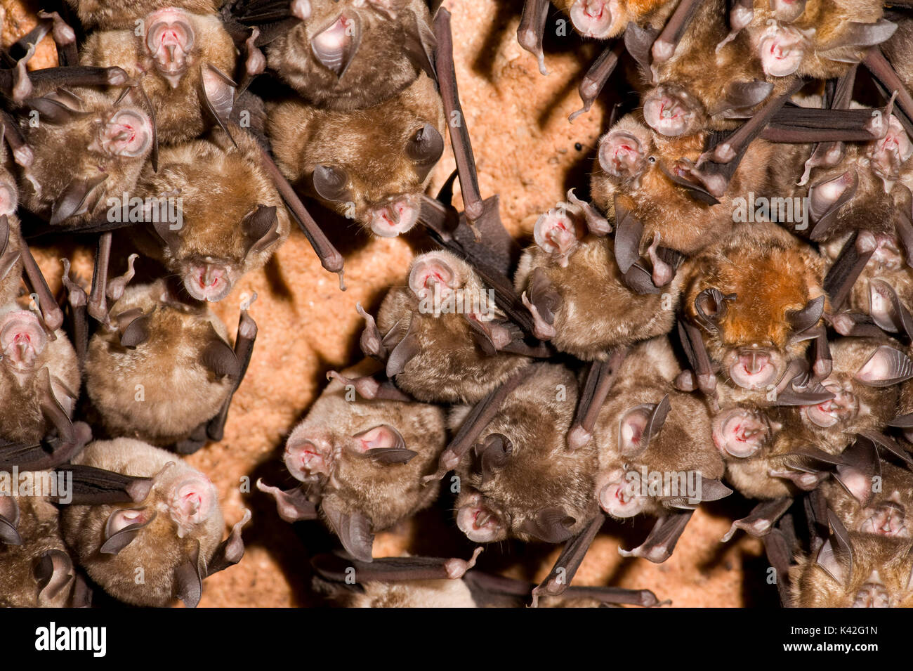 Great Eastern Horseshoe Bats, Rhinolophus luctus, Bandhavgarh National ...
