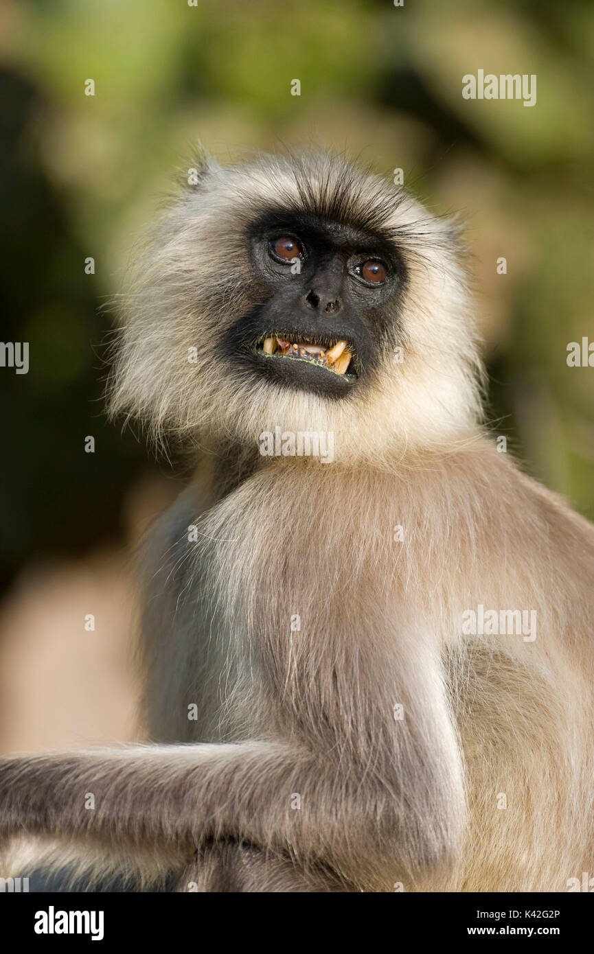 Grey, Common or Hanuman Langur, Semnopitheaus entellus, sitting ...