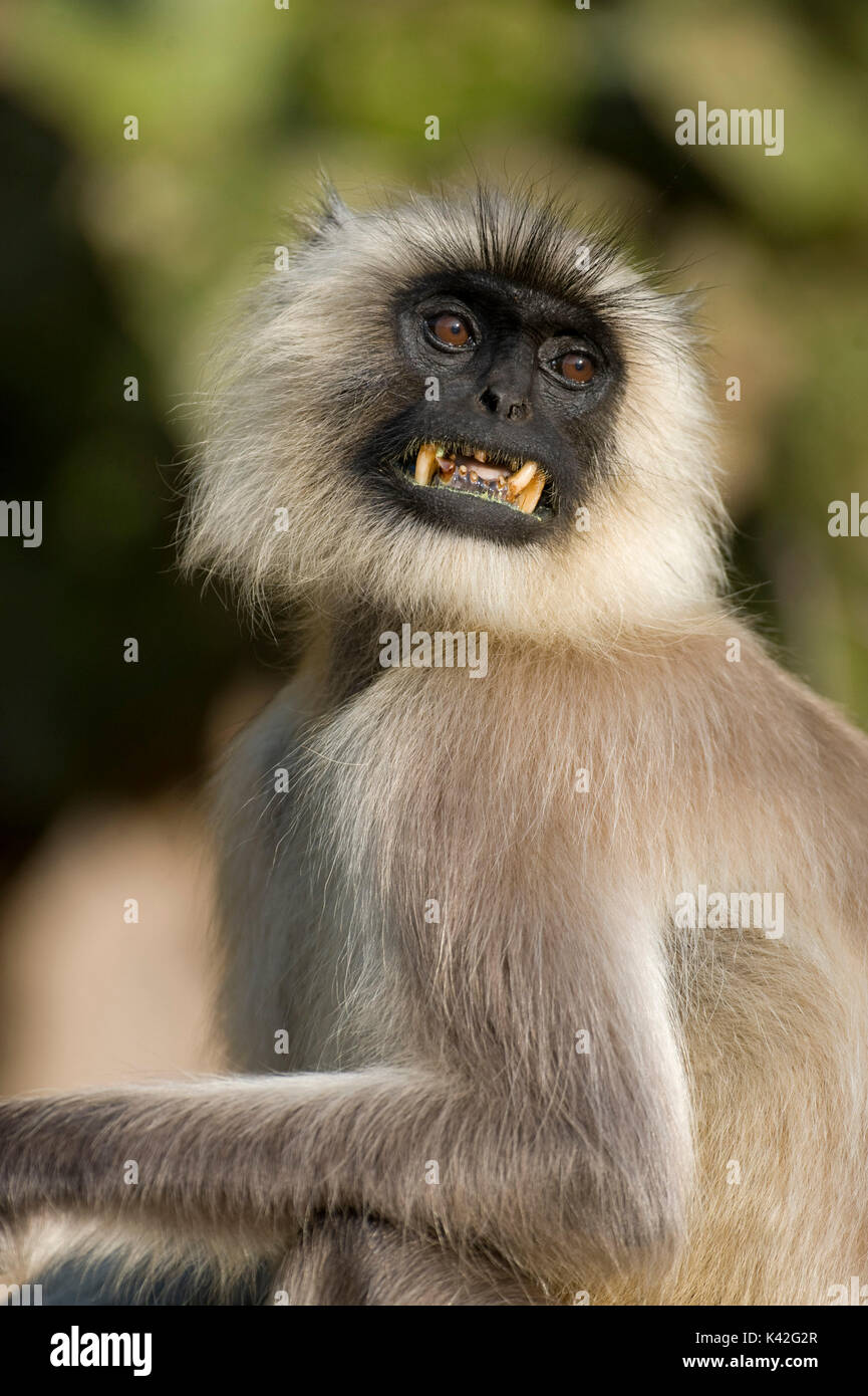 Grey, Common or Hanuman Langur, Semnopitheaus entellus, sitting ...