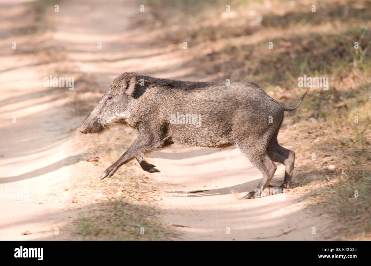 Forest pig hi-res stock photography and images - Alamy