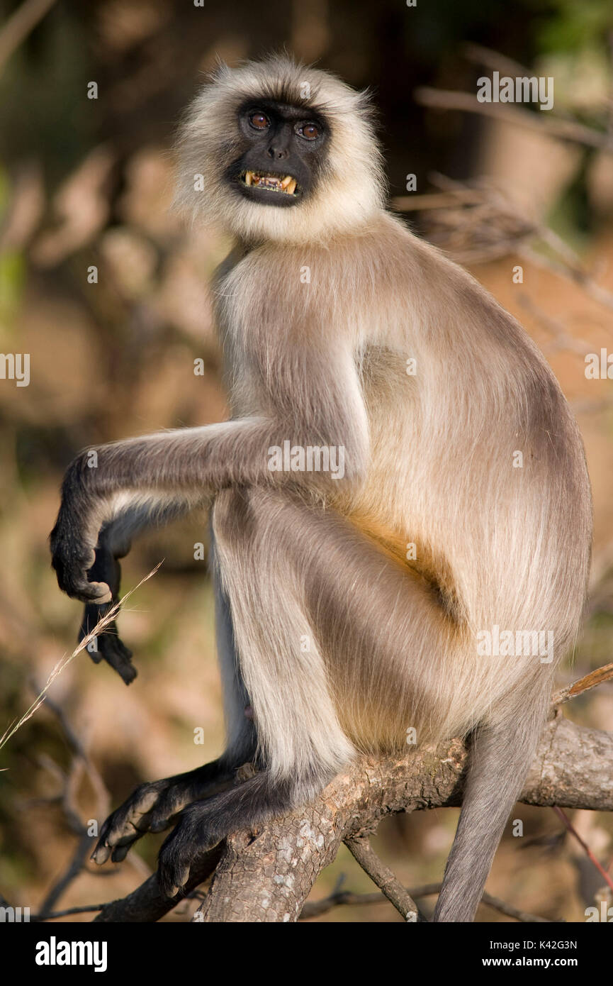 Baring teeth hi-res stock photography and images - Alamy