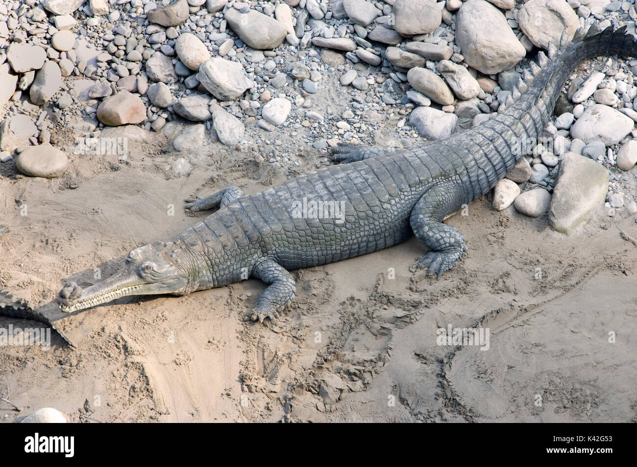 Gavial crocodile hi-res stock photography and images - Alamy