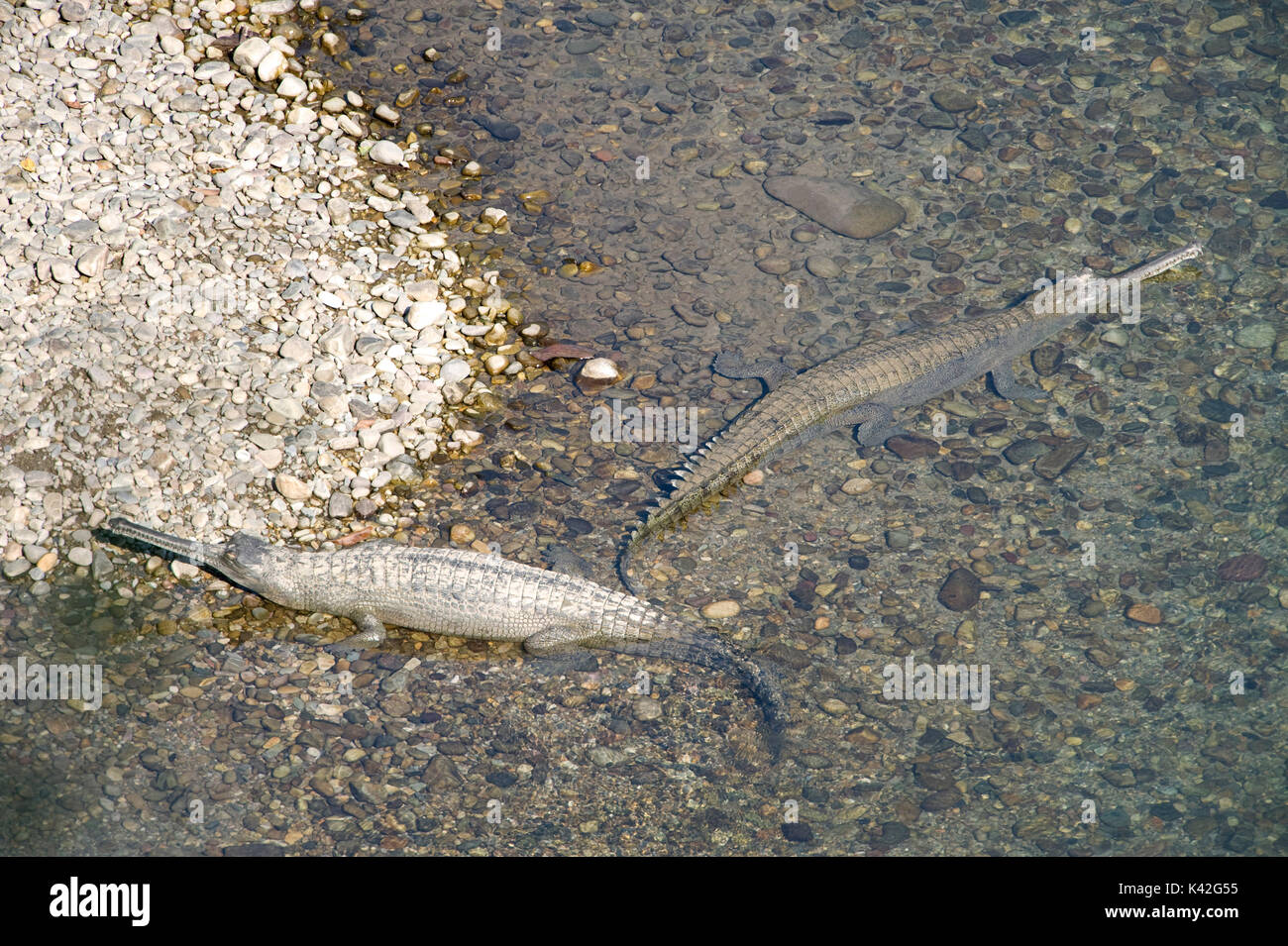 Gavial crocodile hi-res stock photography and images - Alamy