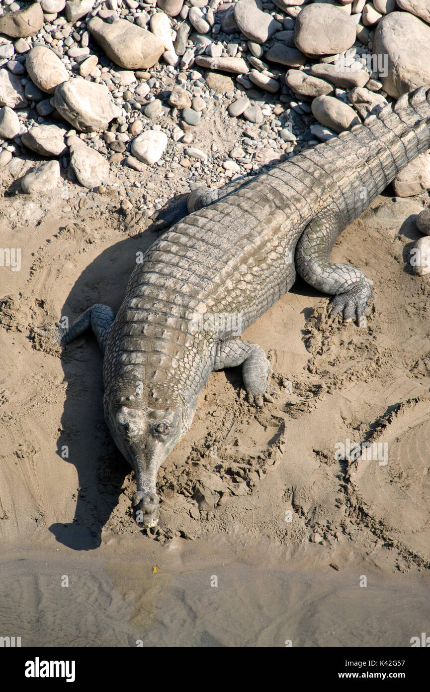 Gavial crocodile india hi-res stock photography and images - Alamy