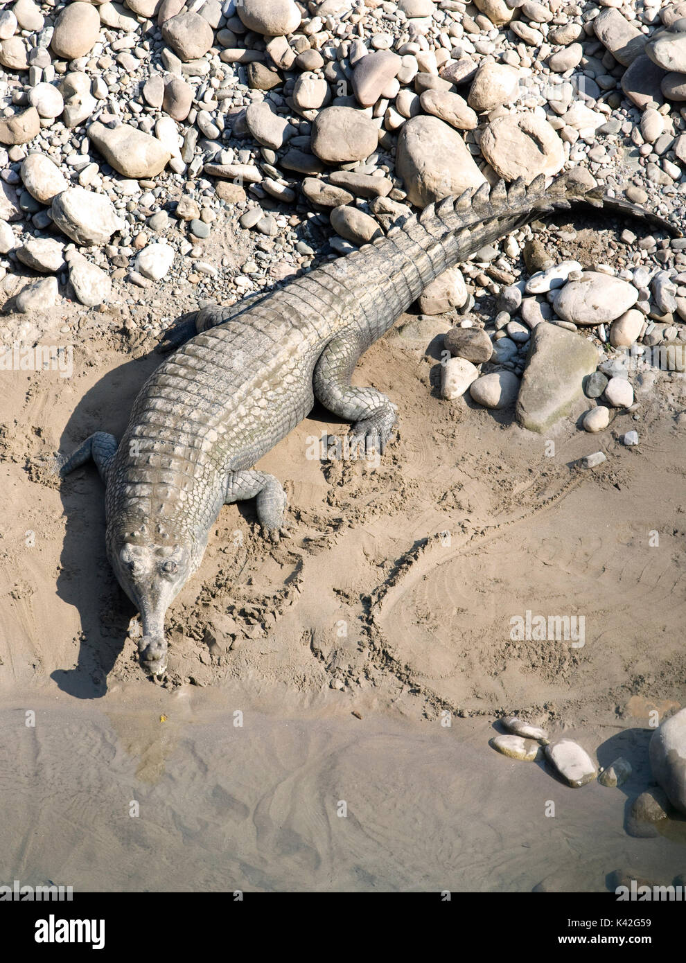 Gavial crocodile hi-res stock photography and images - Alamy