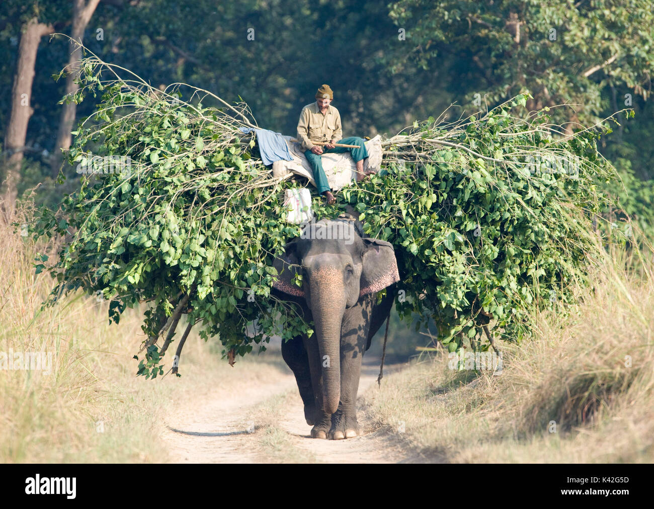 Man riding elephant hi-res stock photography and images - Alamy