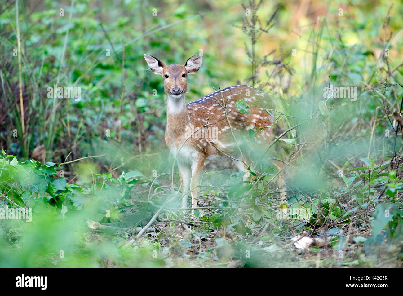 Spotted Deer or Chital, Axis axis, female in woodland, Corbett National ...