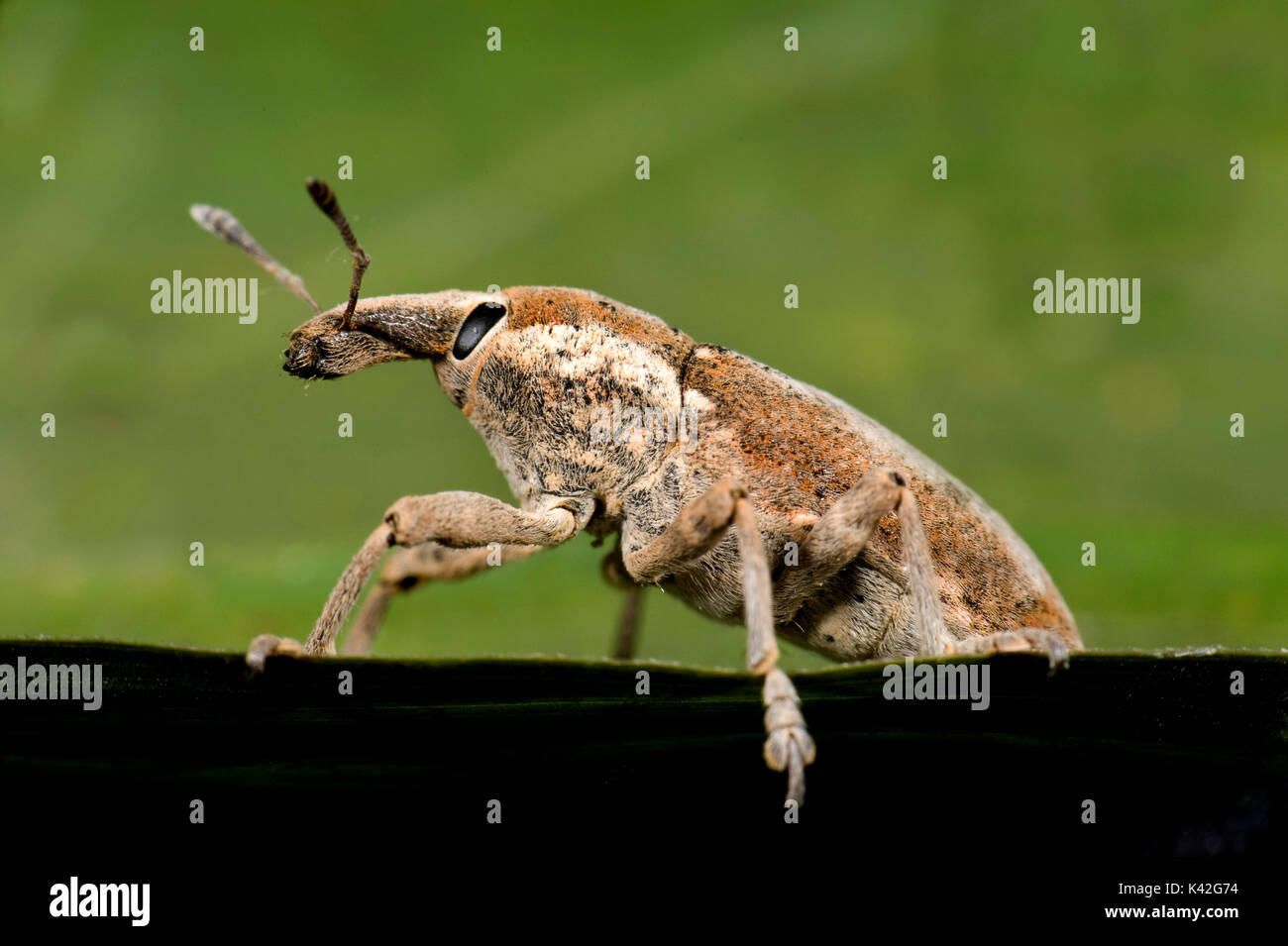 Weevil, side view on leaf, Corbett National Park, Uttarakhand, Northern ...