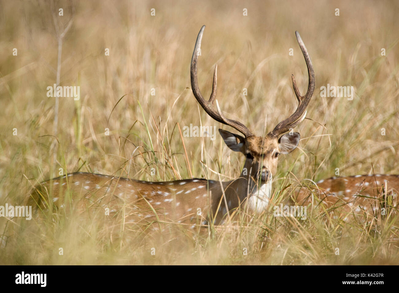 Chital axis axis male hi-res stock photography and images - Alamy