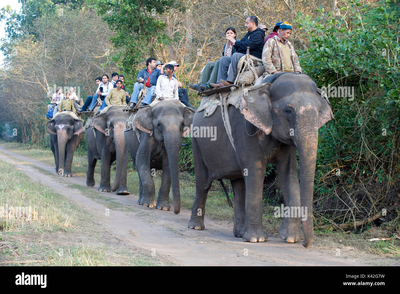 Mahout Man & Tourists riding Asian Elephants for game viewing, Elephas ...