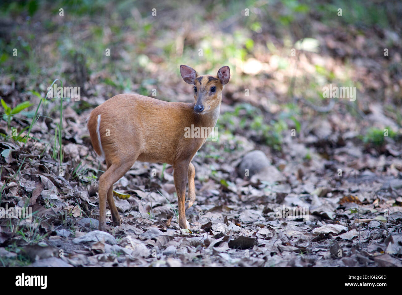 Indian Muntjac or Barking Deer, Muntiacus muntjac, in woodland, Corbett ...