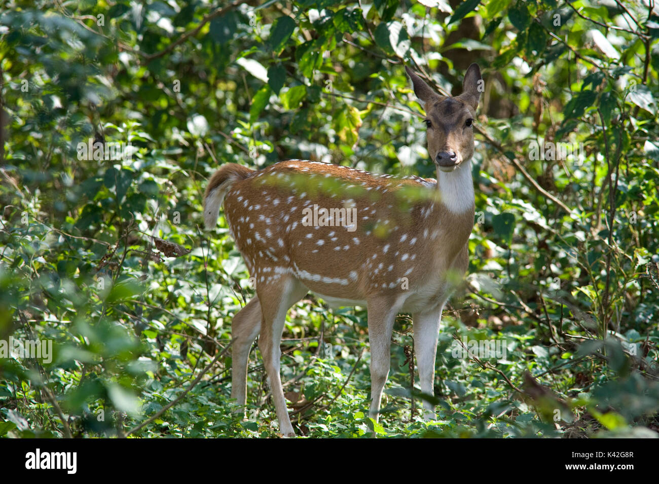 Spotted Deer or Chital, Axis axis, in woodland, female, Corbett ...