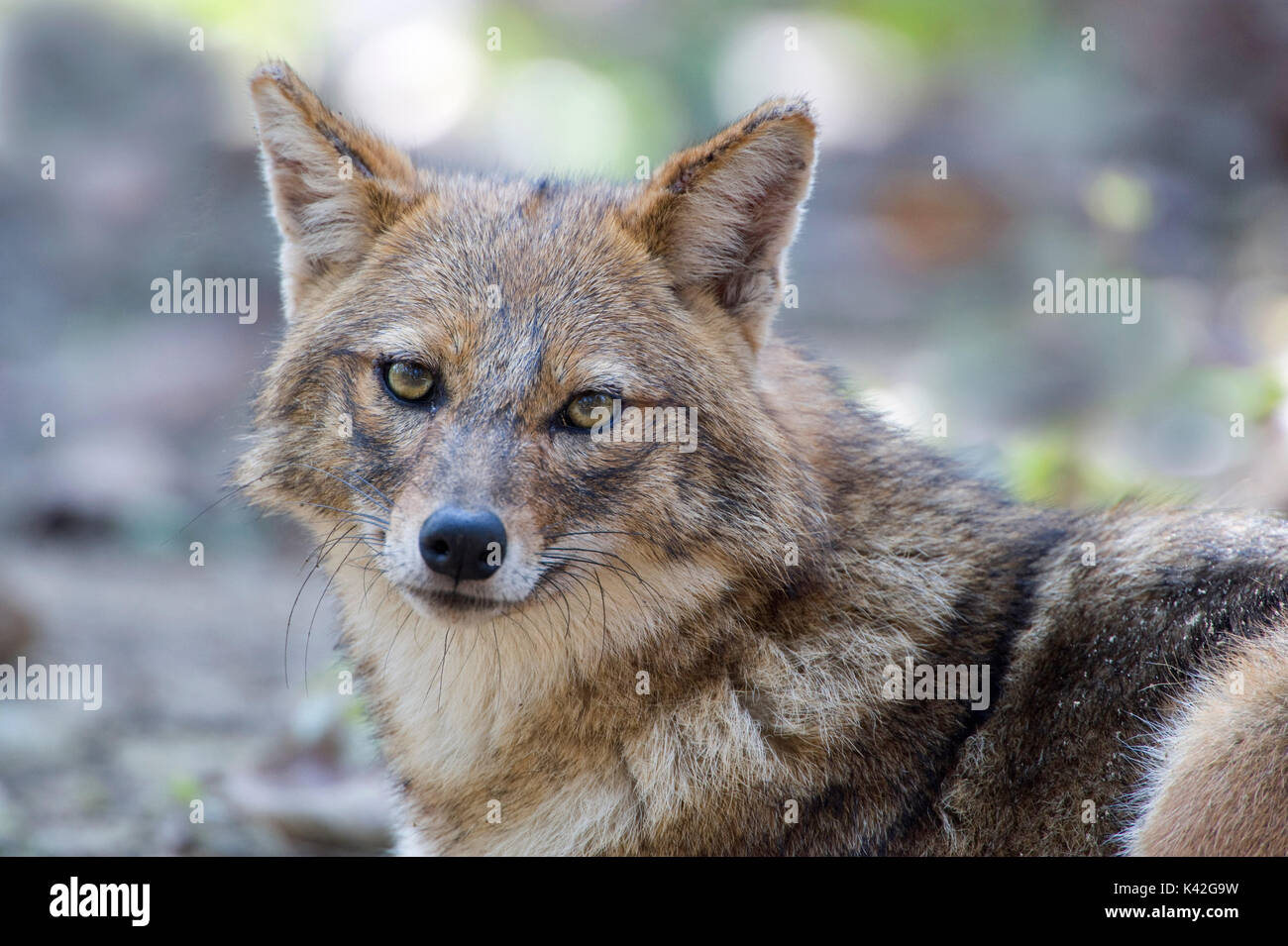 Golden Jackal, Canis aureus, sitting, portrait, laying sitting at side ...